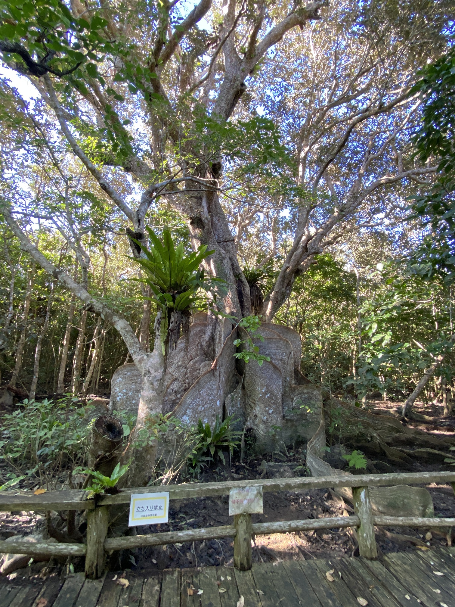 木から学ぶ「適材適所」 – OFF THE GRID